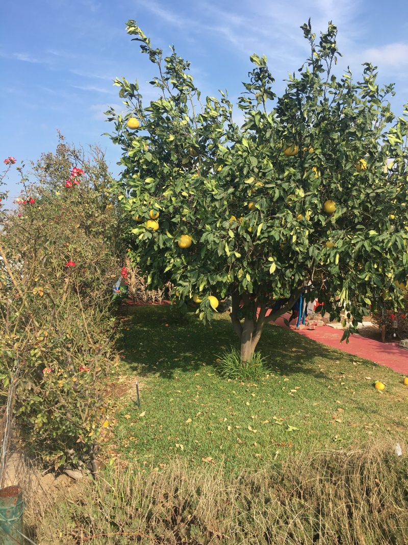 Top 10 Israeli Olive Oil - Debbest Israel